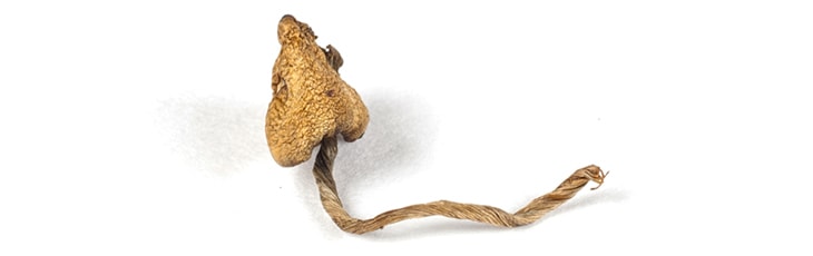 Flein Sopp - Rusinfo